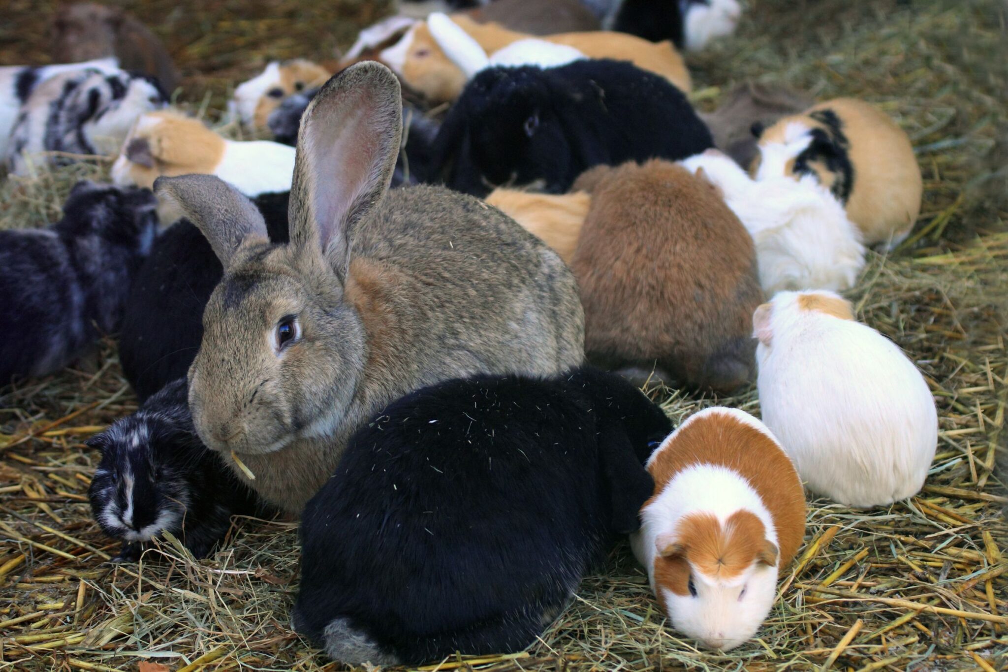 Importance of Regular Veterinary Care for Rabbits, Guinea Pigs, and ...